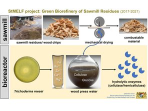 Wood Science & Biotechnology - TUM School of Life Sciences